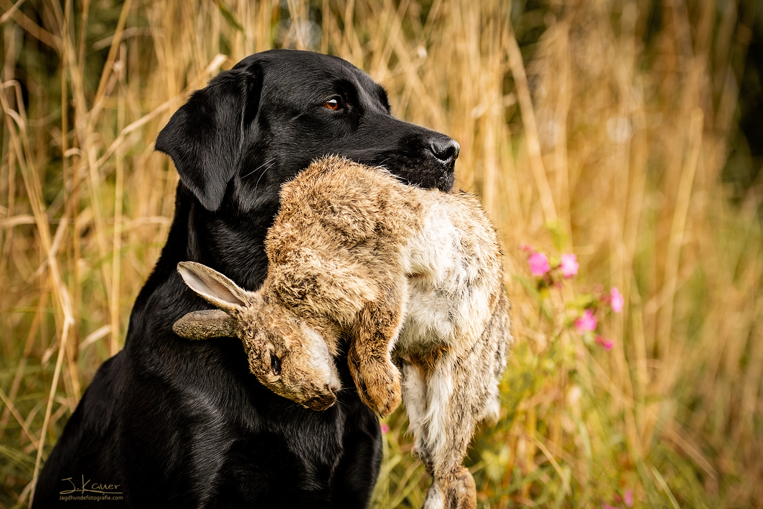 Labrador-Retriever - julia kauer jagdhunde fotografie
