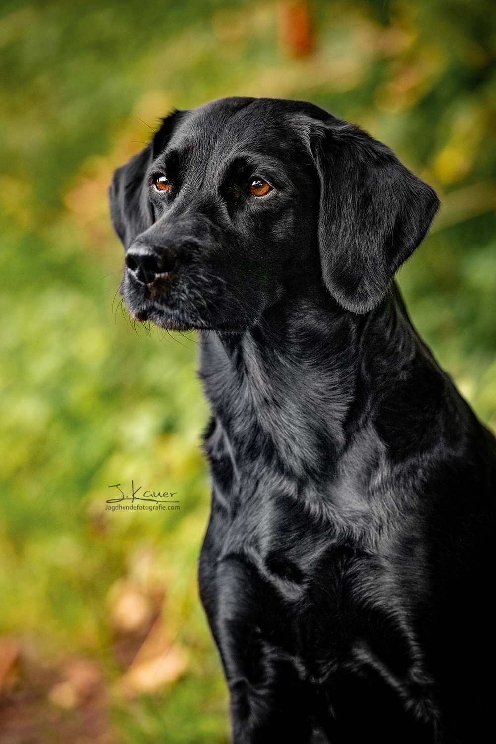 Labrador-Retriever - julia kauer jagdhunde fotografie