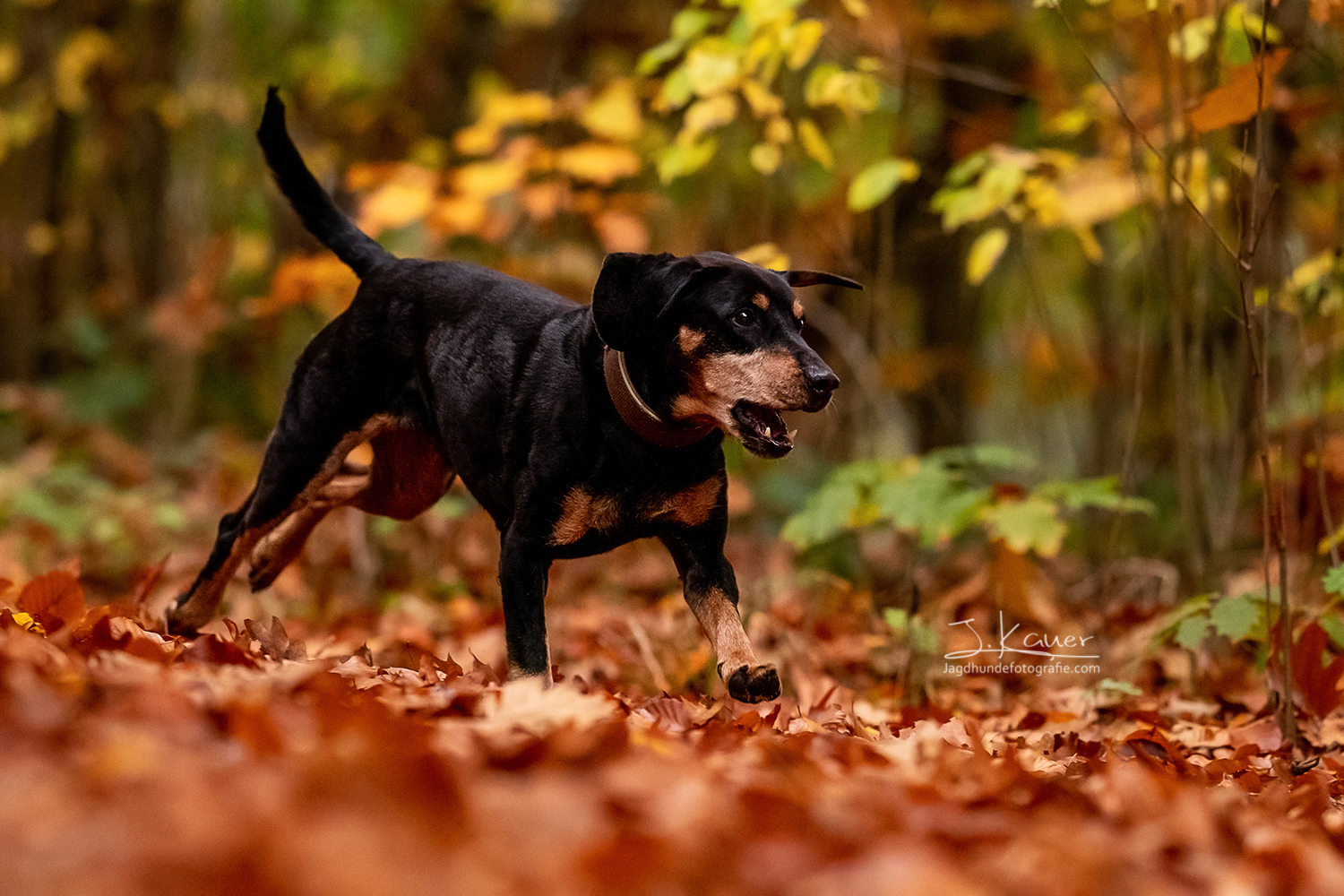 Schwarzwildbracke - Slovenský Kopov - julia kauer jagdhunde fotografie