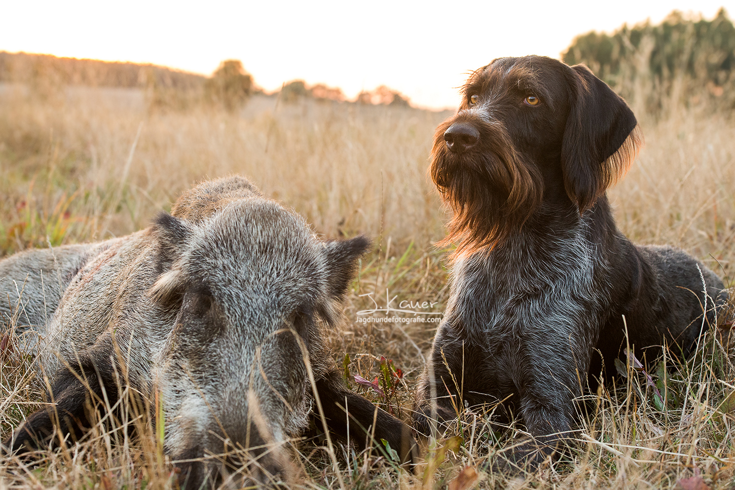 Jagdhunde im Bild - julia kauer jagdhunde fotografie