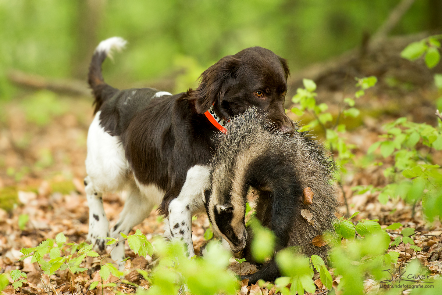 Jagdhunde im Bild - julia kauer jagdhunde fotografie