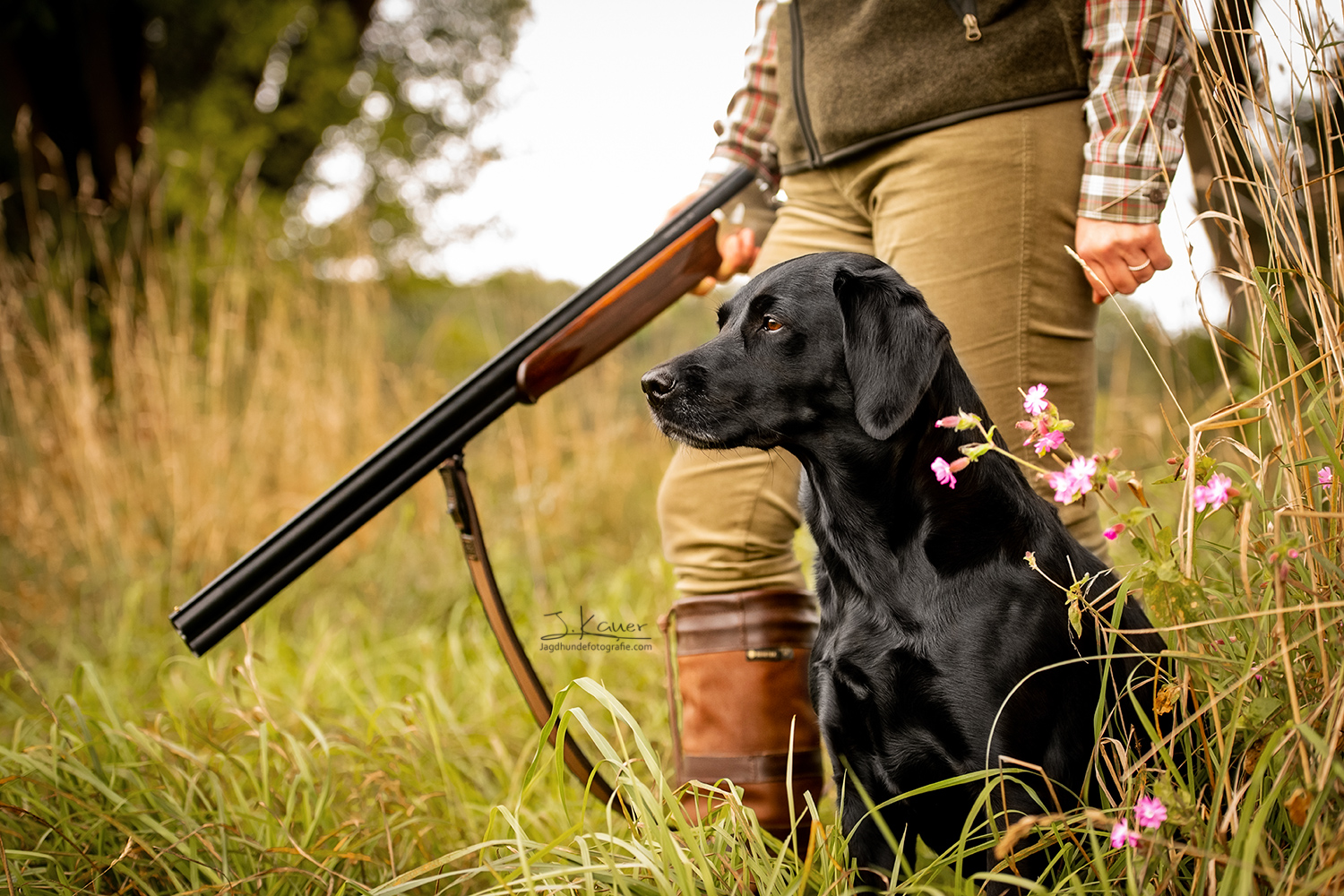 Labrador-Retriever - julia kauer jagdhunde fotografie