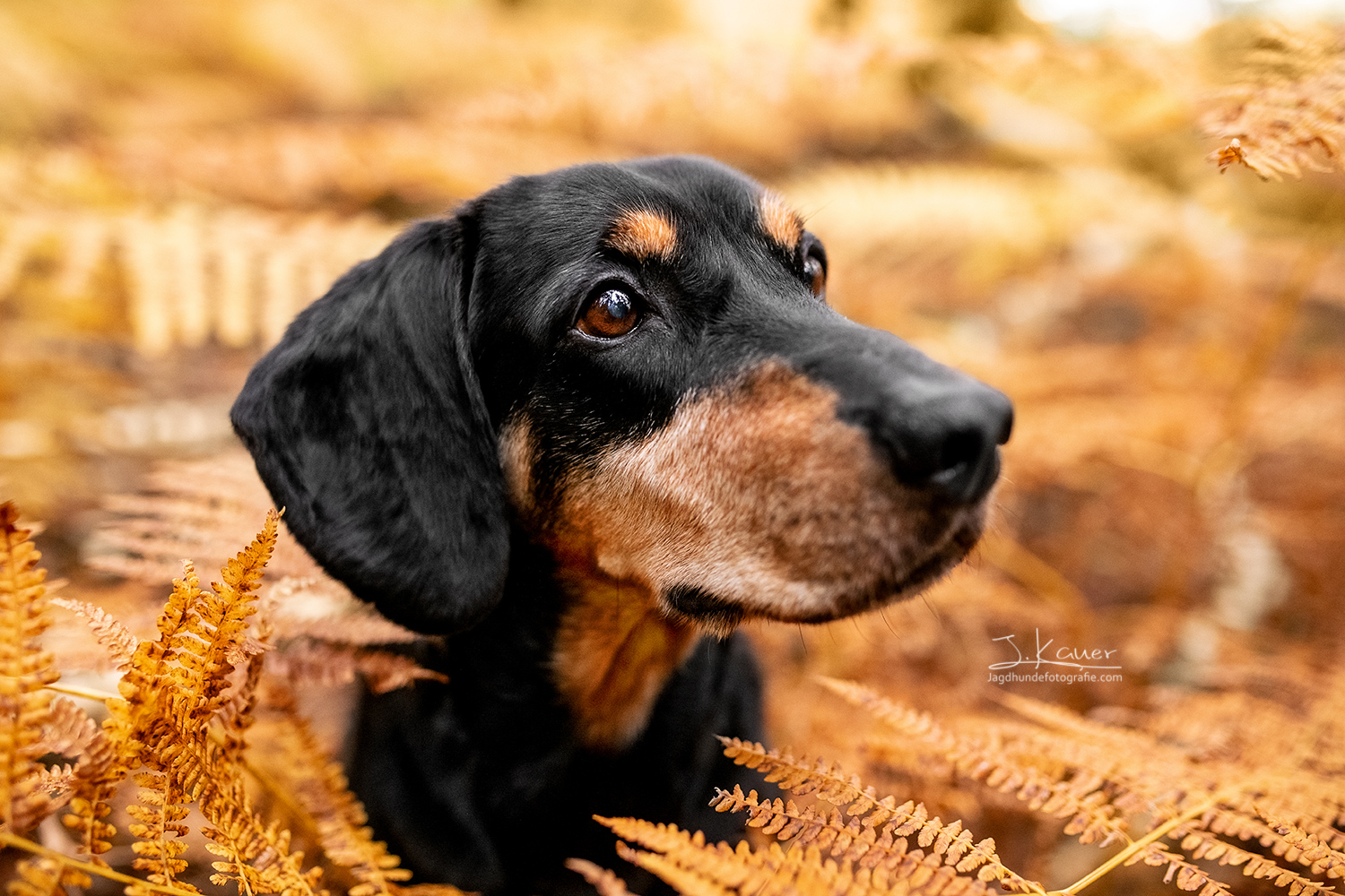 Schwarzwildbracke - Slovenský Kopov - julia kauer jagdhunde fotografie