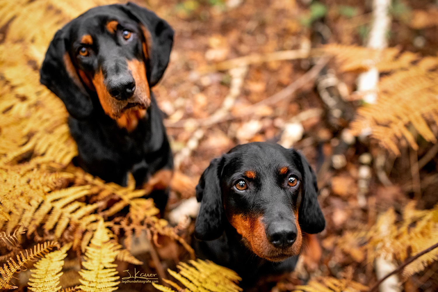 Schwarzwildbracke - Slovenský Kopov - julia kauer jagdhunde fotografie