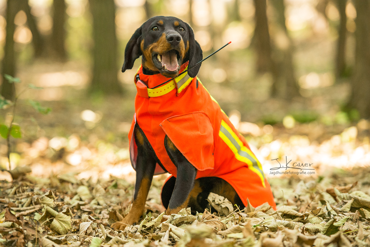 Schwarzwildbracke - Slovenský Kopov - julia kauer jagdhunde fotografie