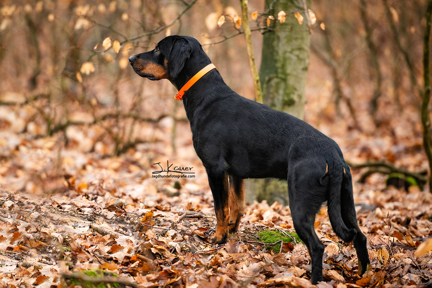 Schwarzwildbracke - Slovenský Kopov - julia kauer jagdhunde fotografie