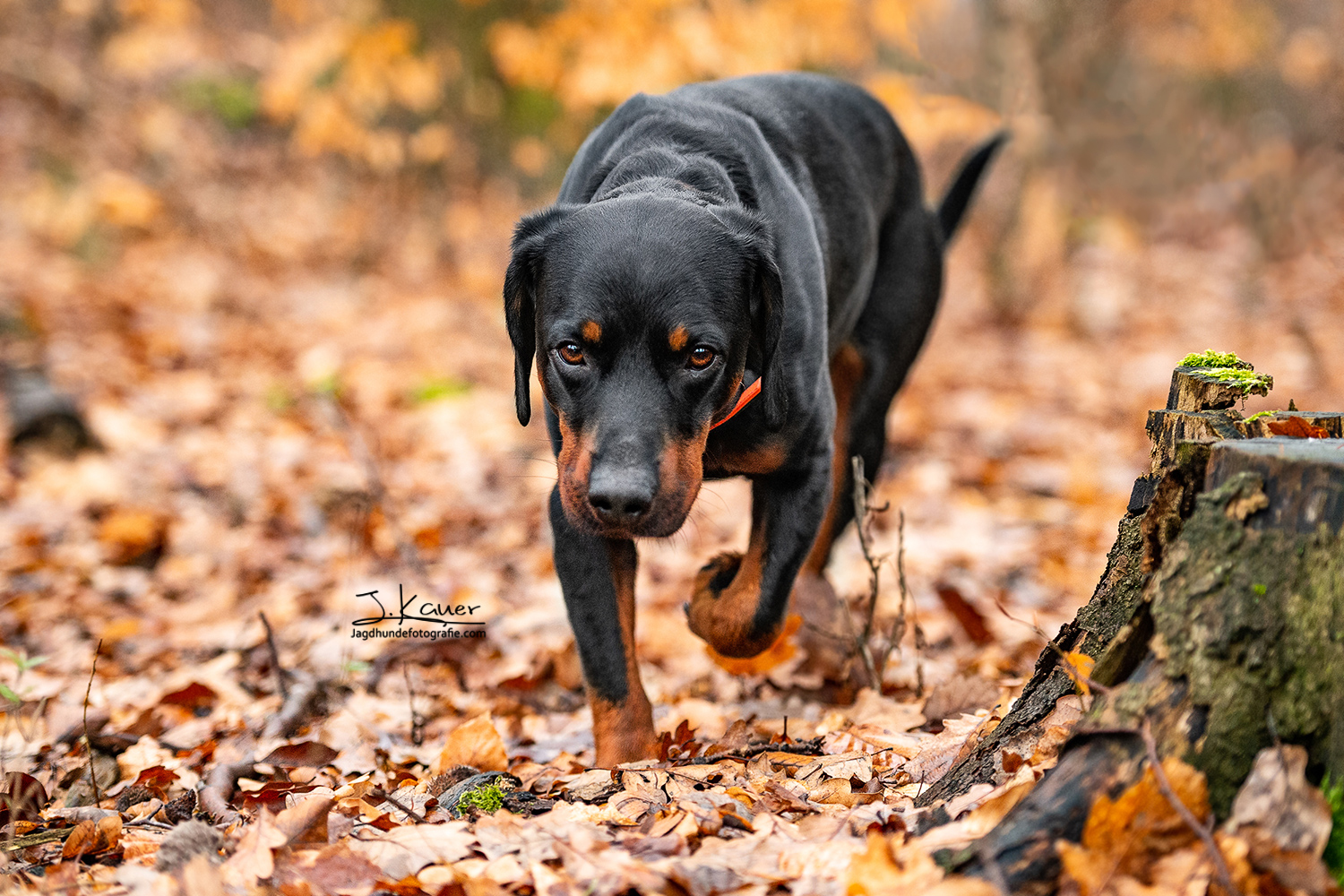 Schwarzwildbracke - Slovenský Kopov - julia kauer jagdhunde fotografie