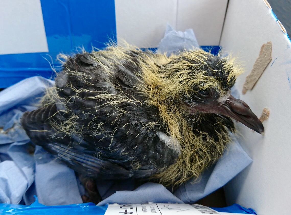 Rescues - London Wildlife Protection