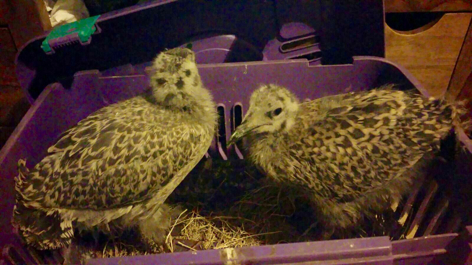 Rescues - London Wildlife Protection