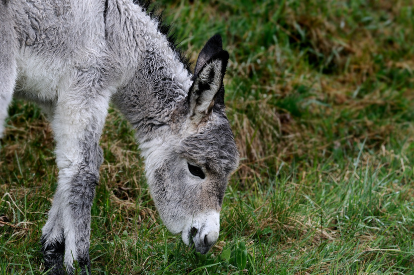Ane - Jean Eric FROMENT PHOTOGRAPHE de NATURE
