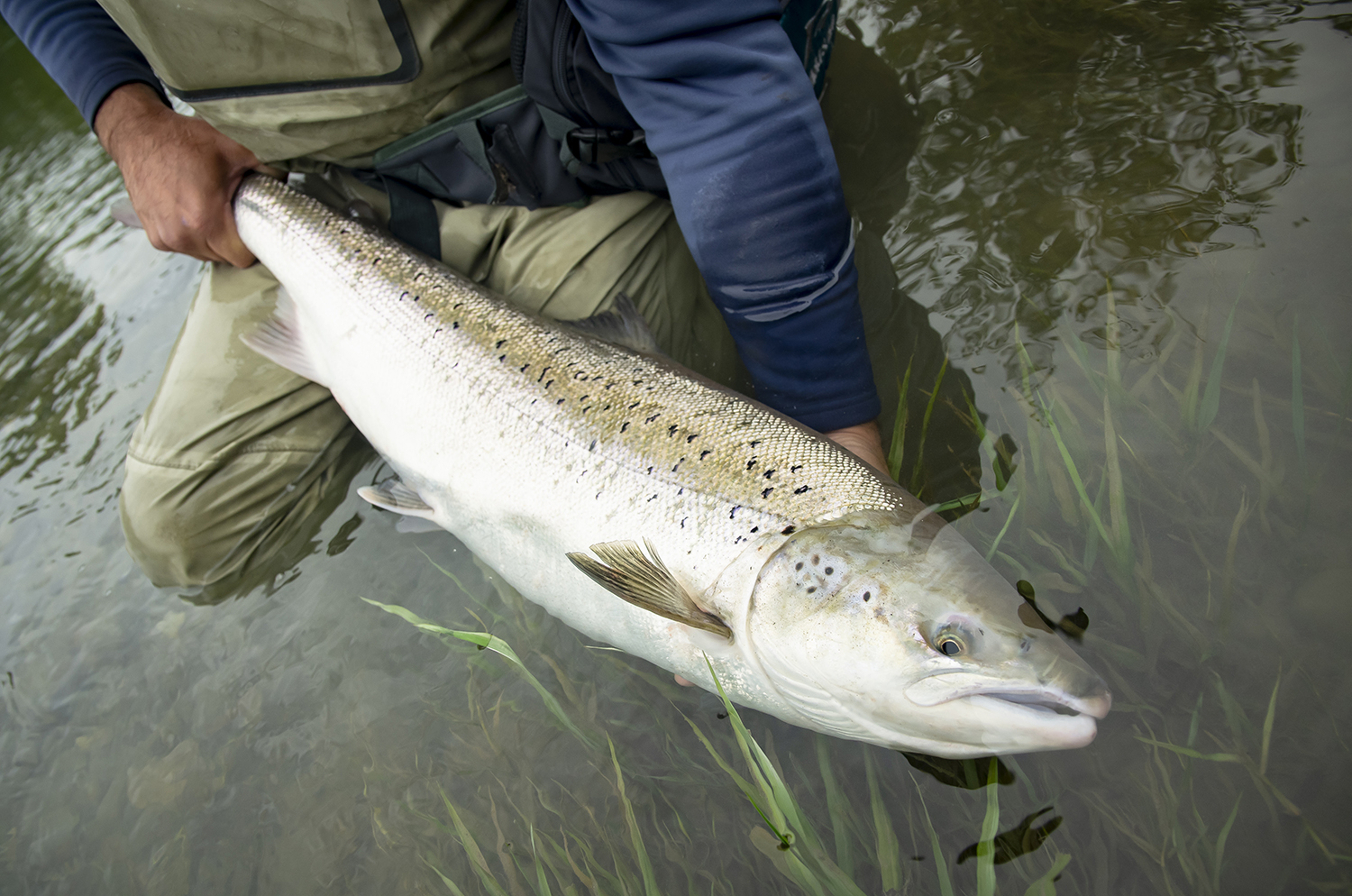 L'Alose à la mouche - Nicolas BUORO, pêche à mouche, chasse ...