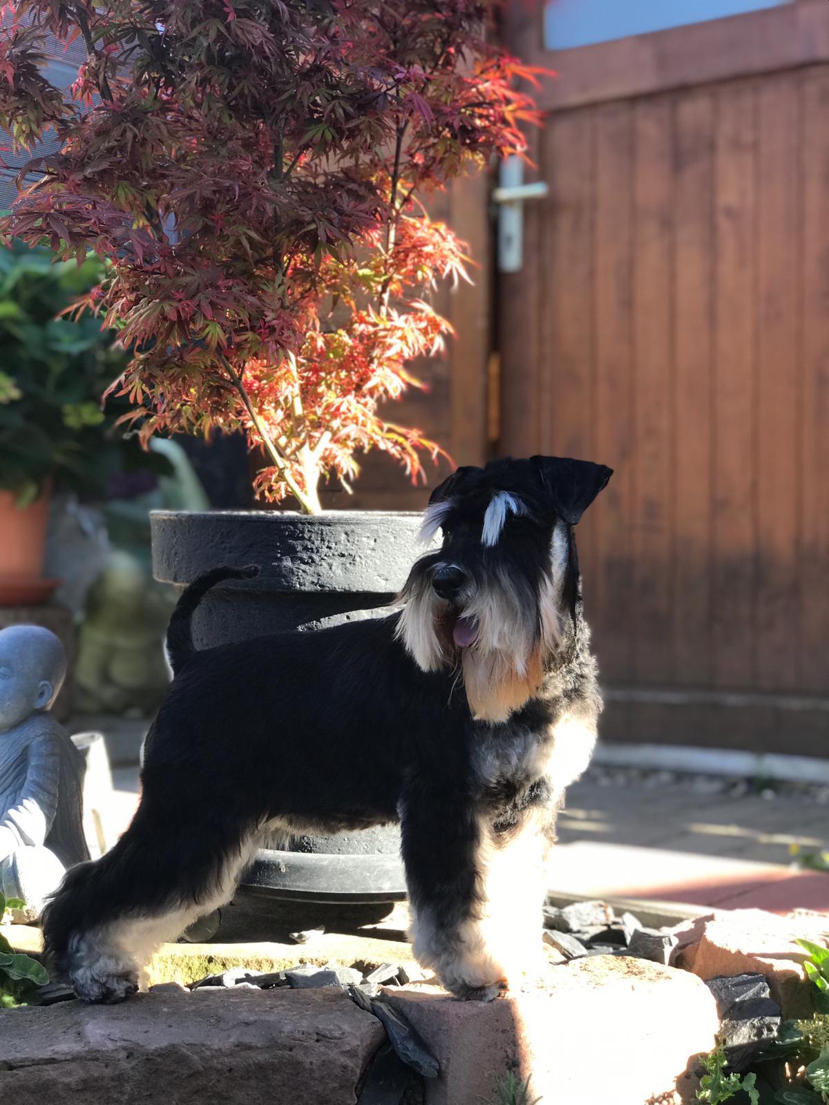 Zwergschnauzer Schwarz Silber In Not