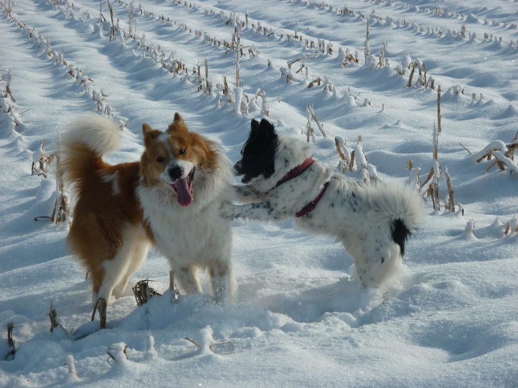 Happy (Dimmalimm von den Isenauen) - Elo Zuchtstätte vom Adelsbächle
