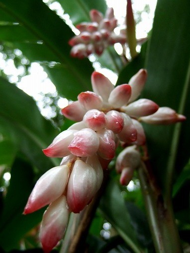 Top -Kota Arai- - 荒井康太-Kota Arai-