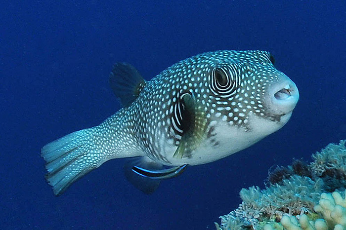 Le poisson puffer - notre-classe3as Webseite!