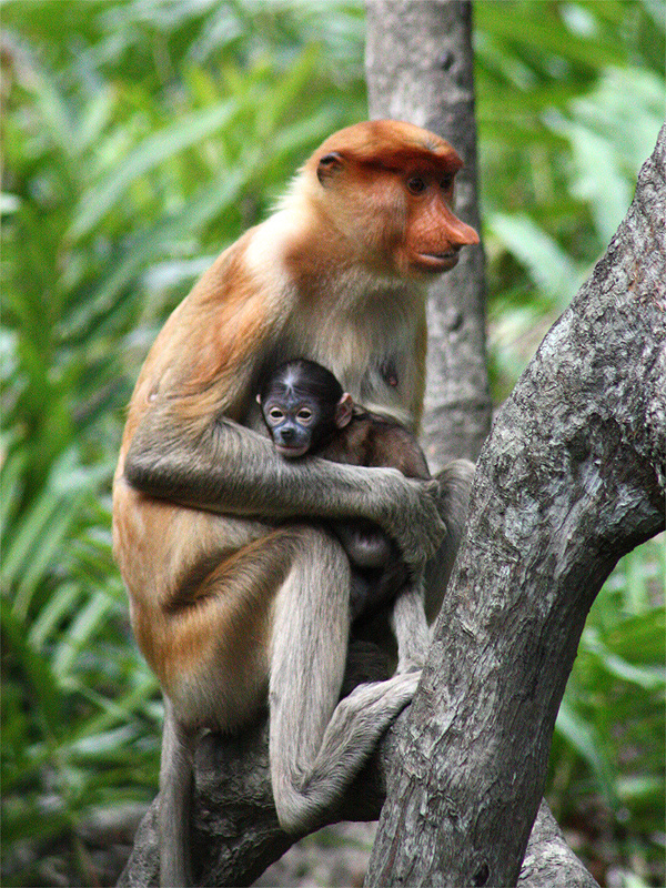 Le singe nasique - notre-classe3as Webseite!
