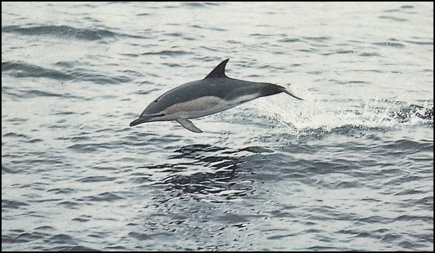 Quelques-uns - Some Dolphins - Prince des Océans - Prince of the Oceans