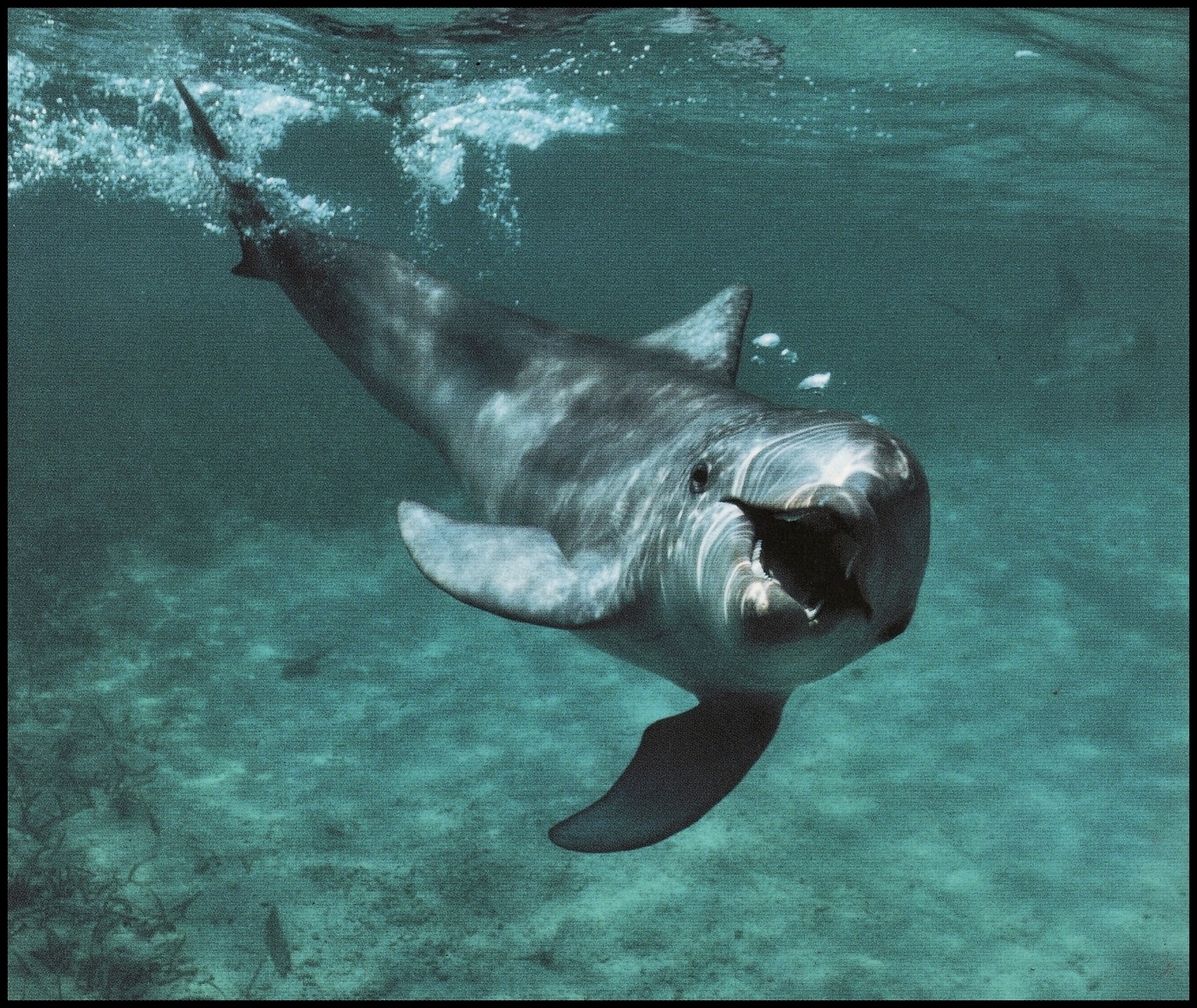 Quelques-uns - Some Dolphins - Prince des Océans - Prince of the Oceans