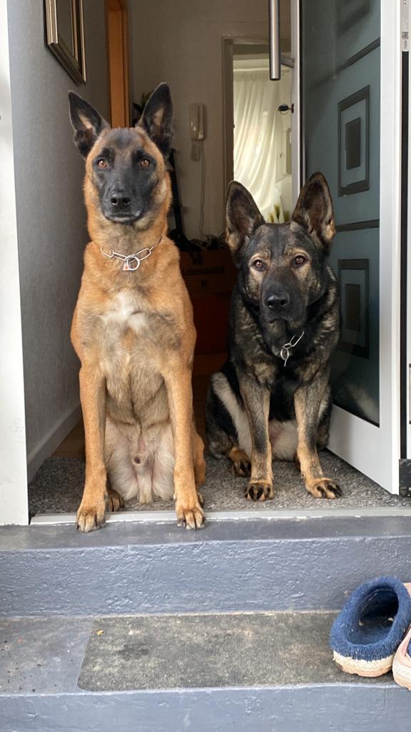 UNSERE HUNDE - Deutsche Schäferhunde von den schwarzen Wilden