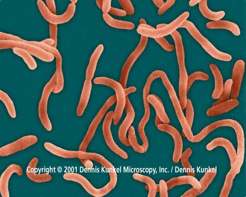 Los Reinos - Página web de bioamerica6