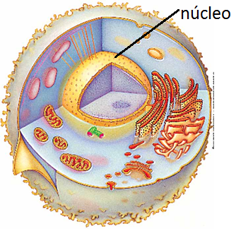Núcleo celular - Página web de bioamerica6