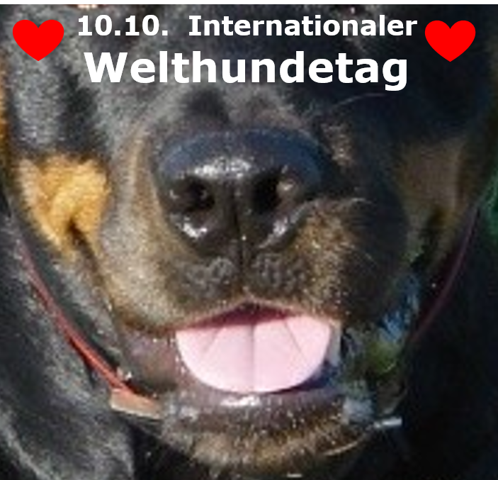 10. Oktober - Internationaler Welthundetag - Die Tierstimme e.V.