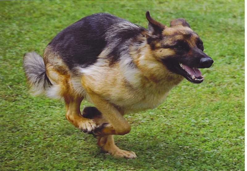 Walessa vom Schloss Runding - von Pritoria