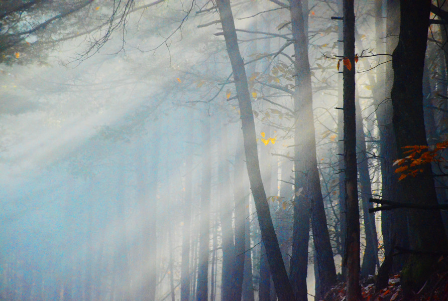 licht Im wald - manfred urban fotografie+wohnen