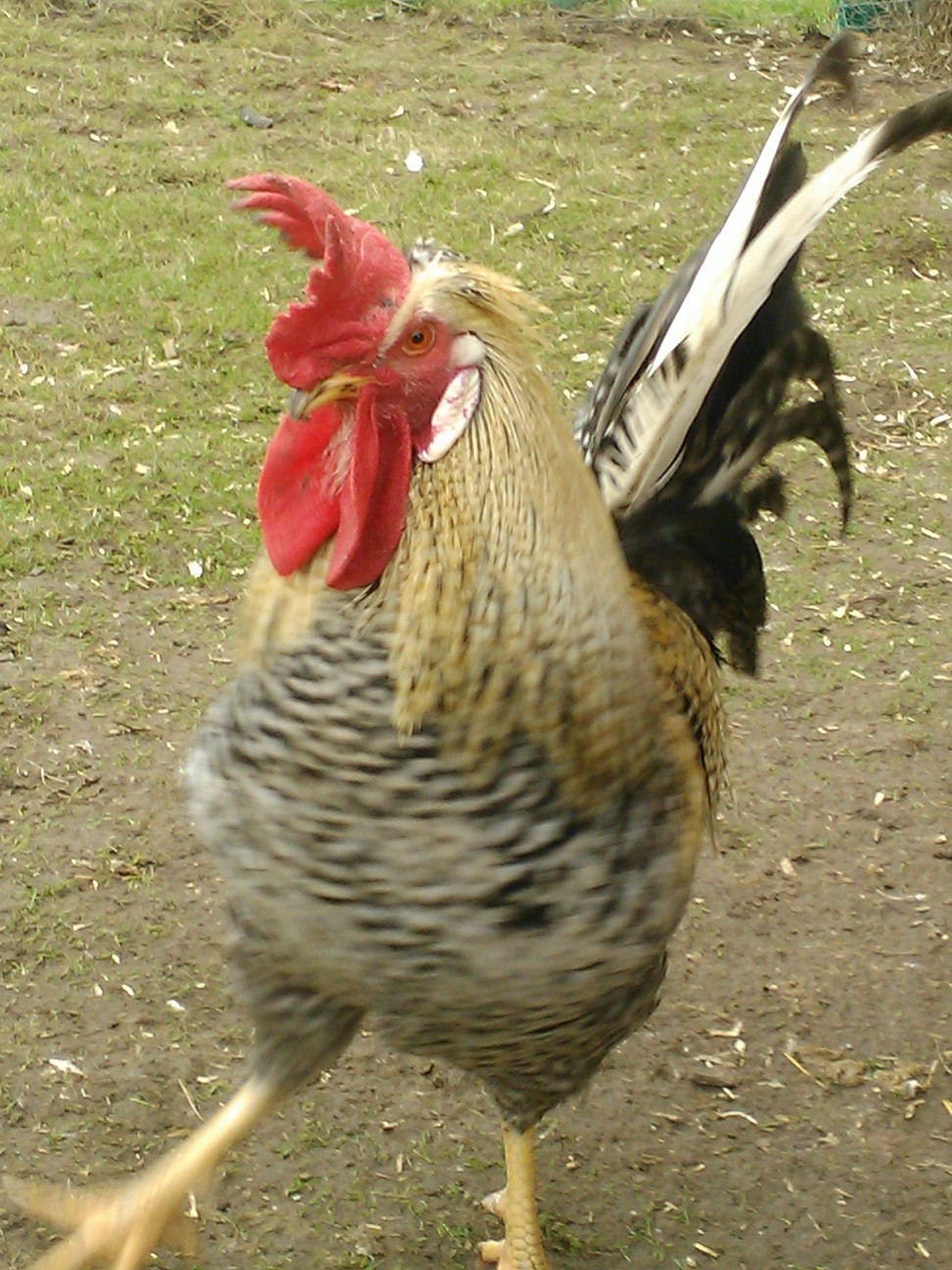 tanzender Mix - Hahn - Hof-Juesven - Hobby-Hühnerhaltung mit Herz!