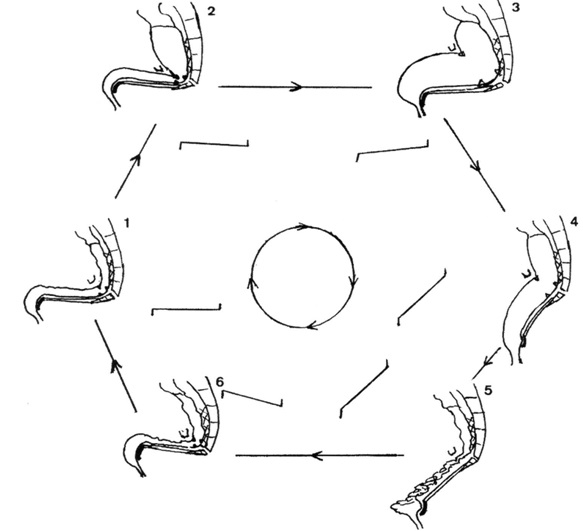 Funktion des Beckenbodensystems - Enddarm - drarminfischers Webseite!