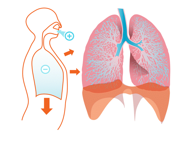 3. Atmung, Blut, Kreislauf - Biologie-Unterricht im digitalen Zeitalter