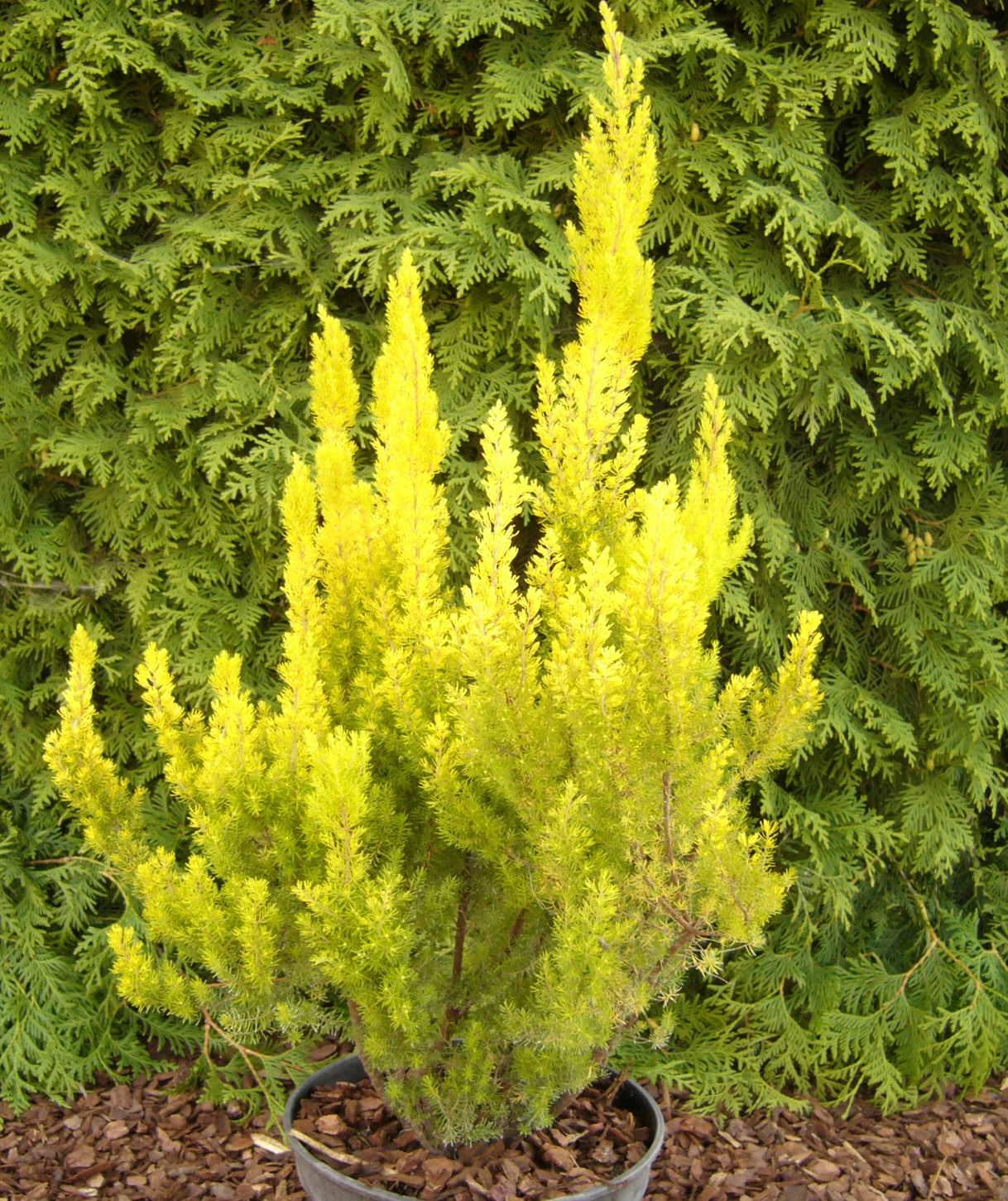 Erica Arborea - Husmann Heide-Jungpflanzen