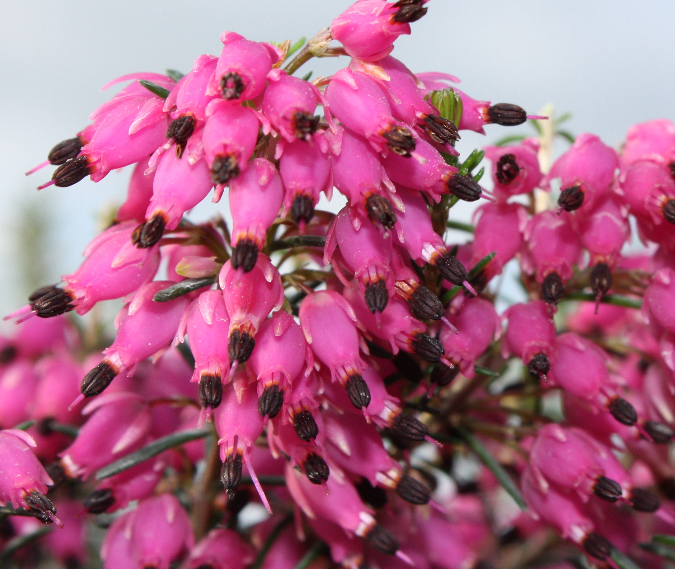 Erica Ciliaris - Husmann Heide-Jungpflanzen