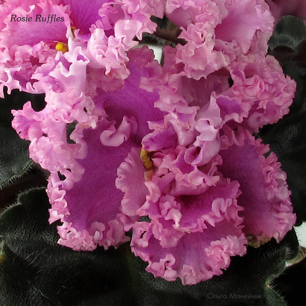 Rosie Ruffles (Harrington) - Колекція фіалок Ольги Манейчик
