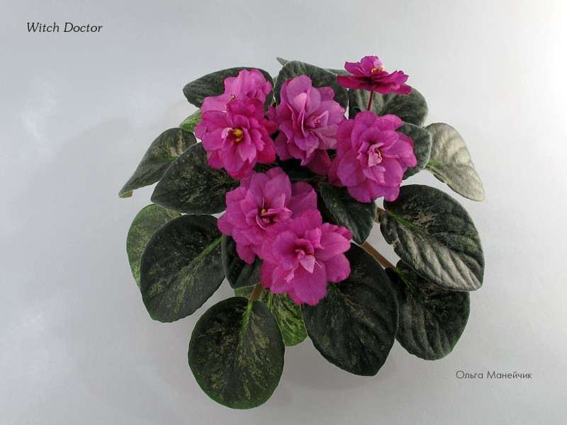 Witch Doctor (Gehr) - Колекція фіалок Ольги Манейчик