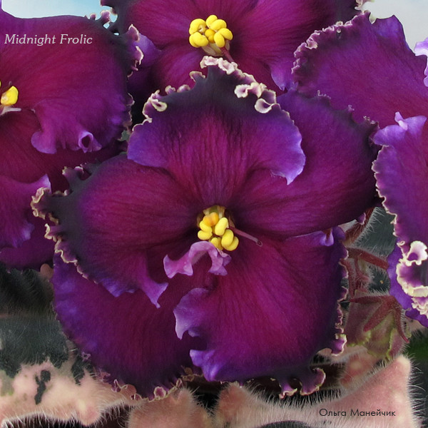 Midnight Frolic (Sorano) - Колекція фіалок Ольги Манейчик