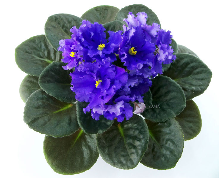 Evening Splendor (Sorano) - Колекція фіалок Ольги Манейчик