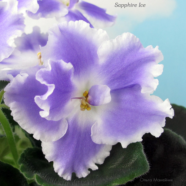 Sapphire Ice (Sorano) - Колекція фіалок Ольги Манейчик