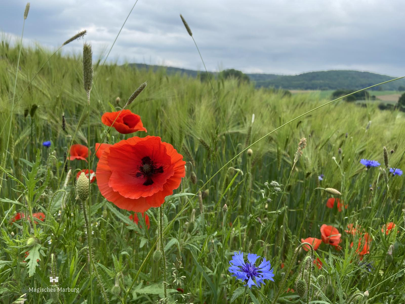 saisonale Wunder - Magisches Marburg