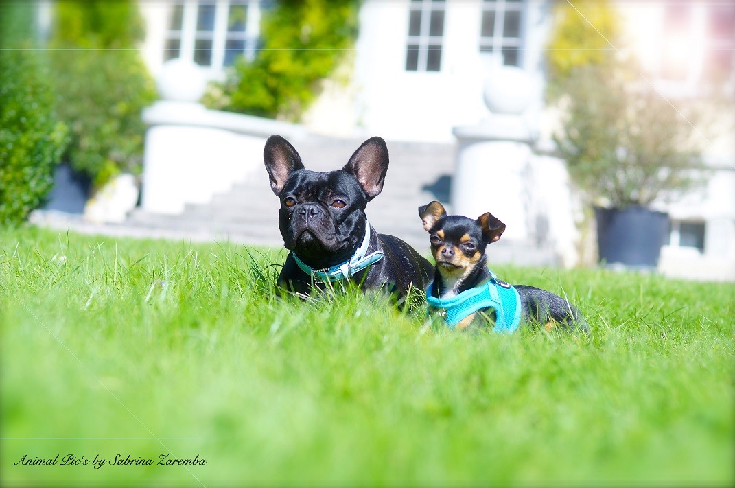 Homepagename - BullChi von Meybou Webseite!