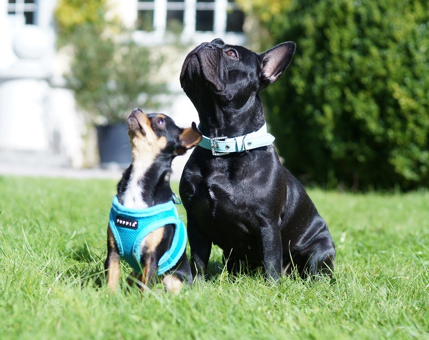 Homepagename - BullChi von Meybou Webseite!