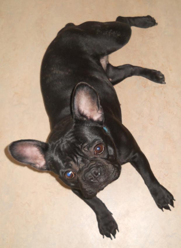 Die französische Bulldogge - BullChi von Meybou Webseite!