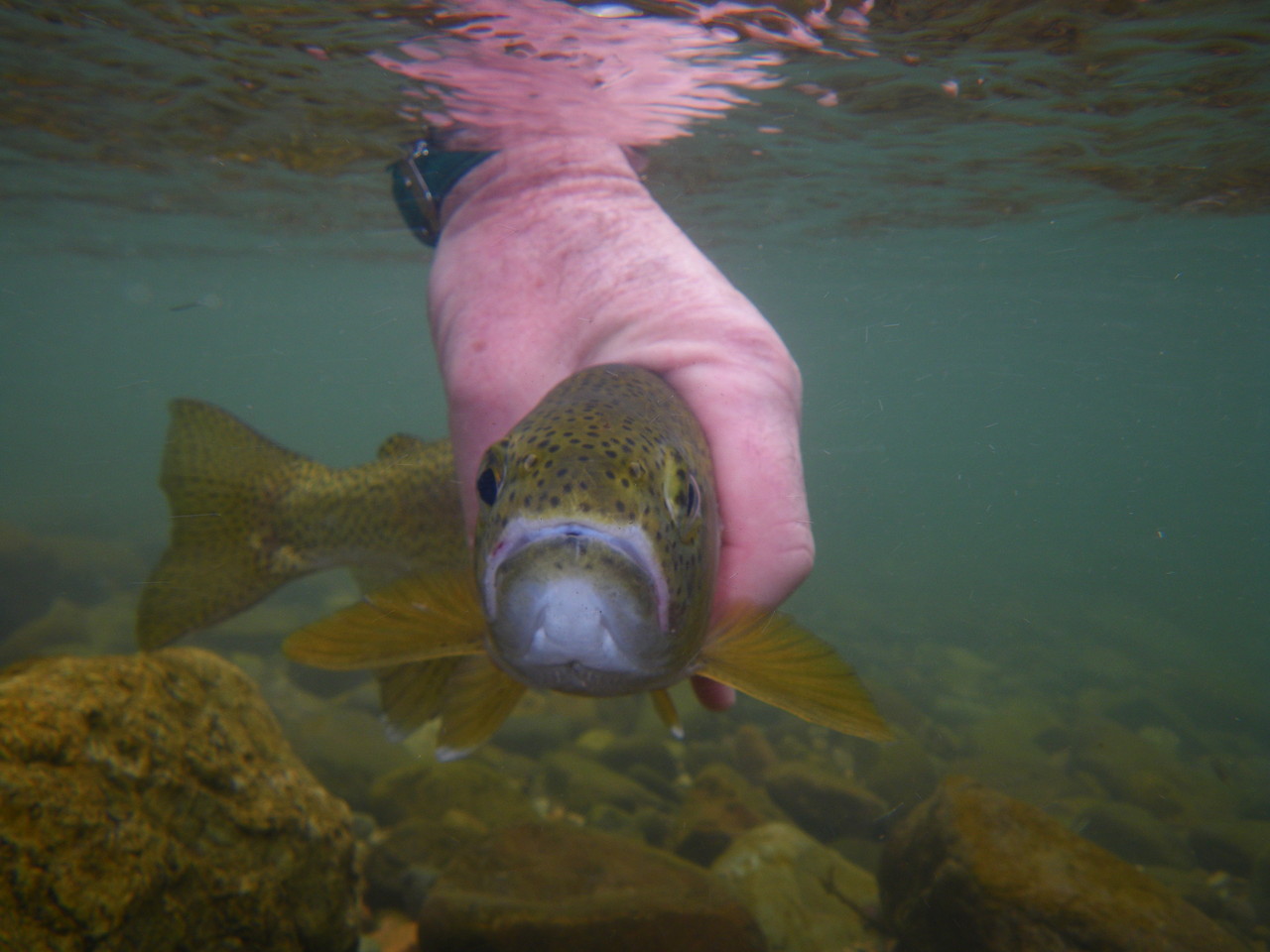 Rios y Cotos - Club Pesca con Mosca Castilla y Leon