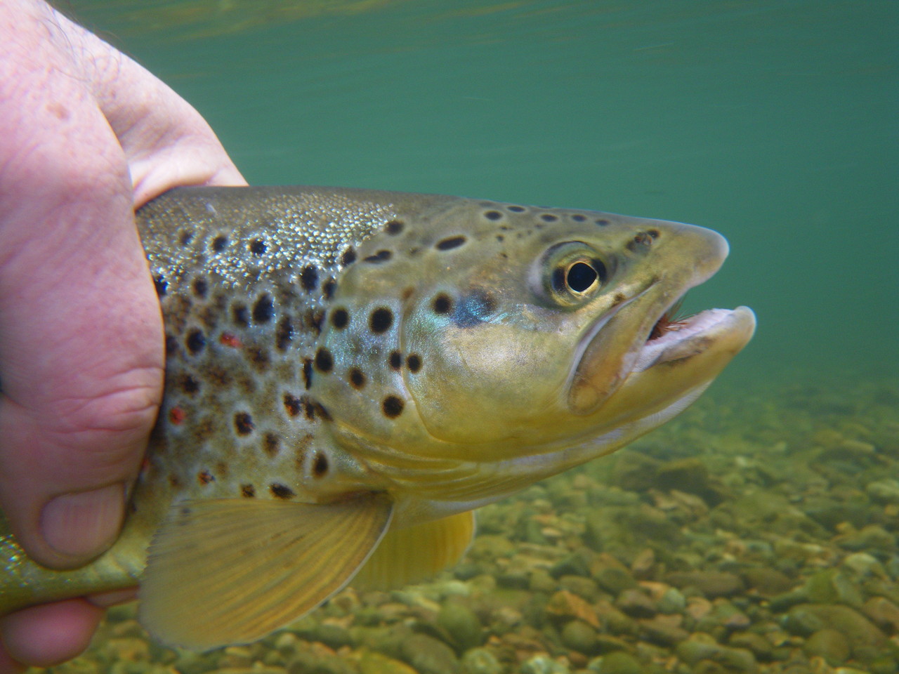 Rios y Cotos - Club Pesca con Mosca Castilla y Leon