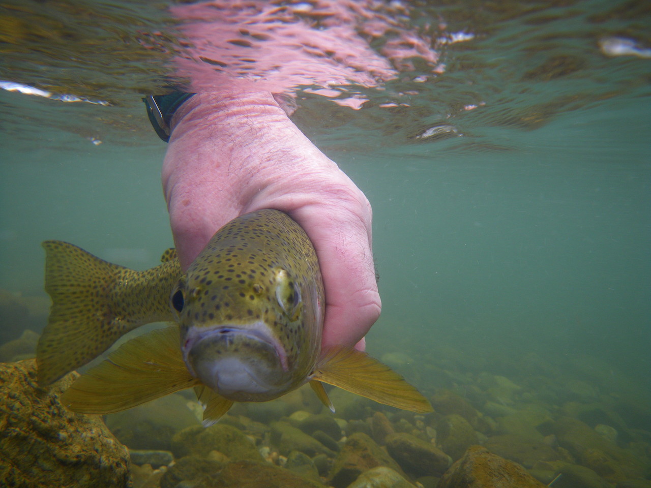 Rios y Cotos - Club Pesca con Mosca Castilla y Leon