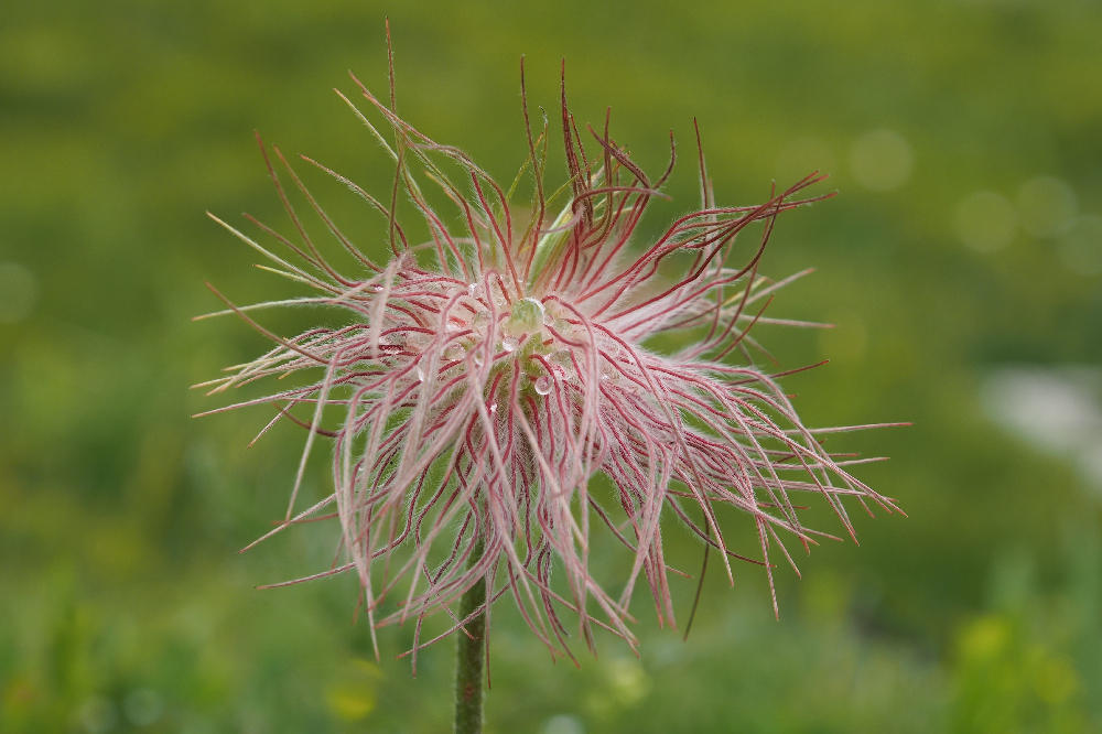 SENSOA-Flaggensystem - Beratung und Bildung in Bern - Luise Treu