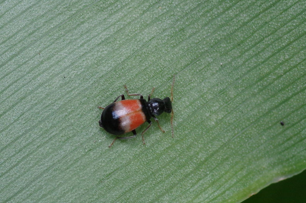 ヒロオビジョウカイモドキ - しろかね図鑑