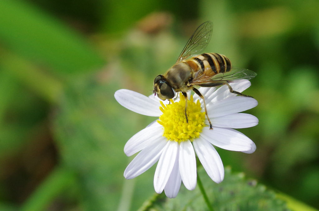 シマハナアブ - しろかね図鑑