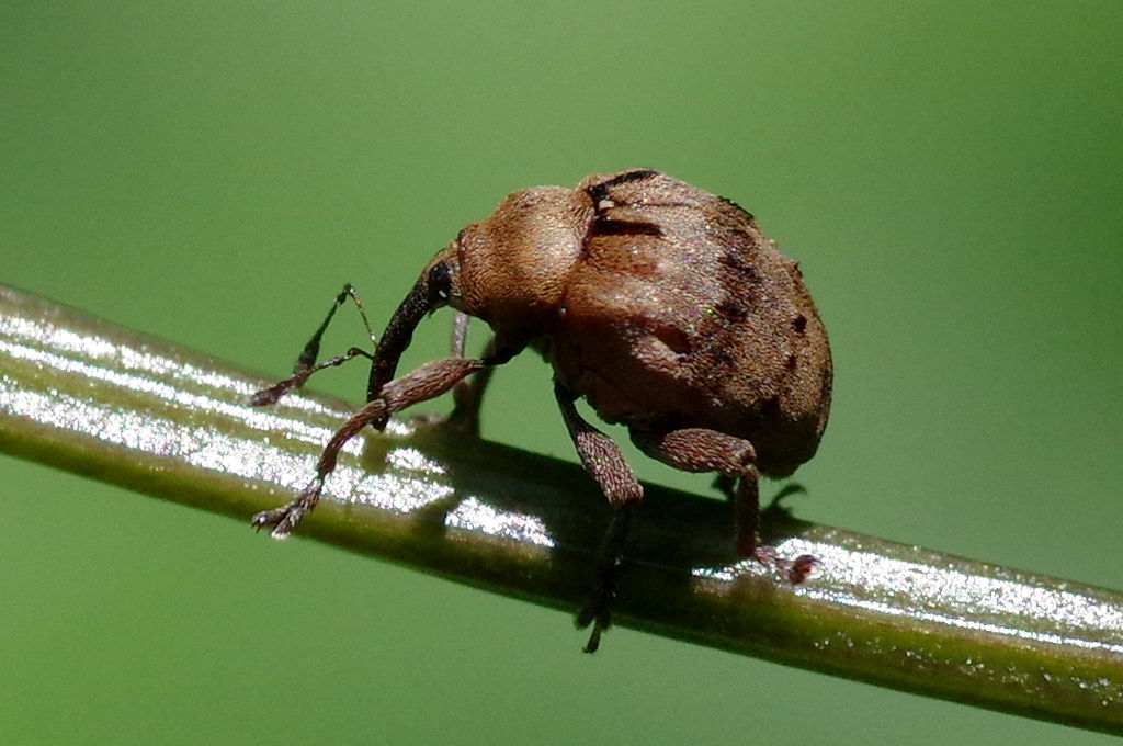 オオミスジマルゾウムシ - しろかね図鑑