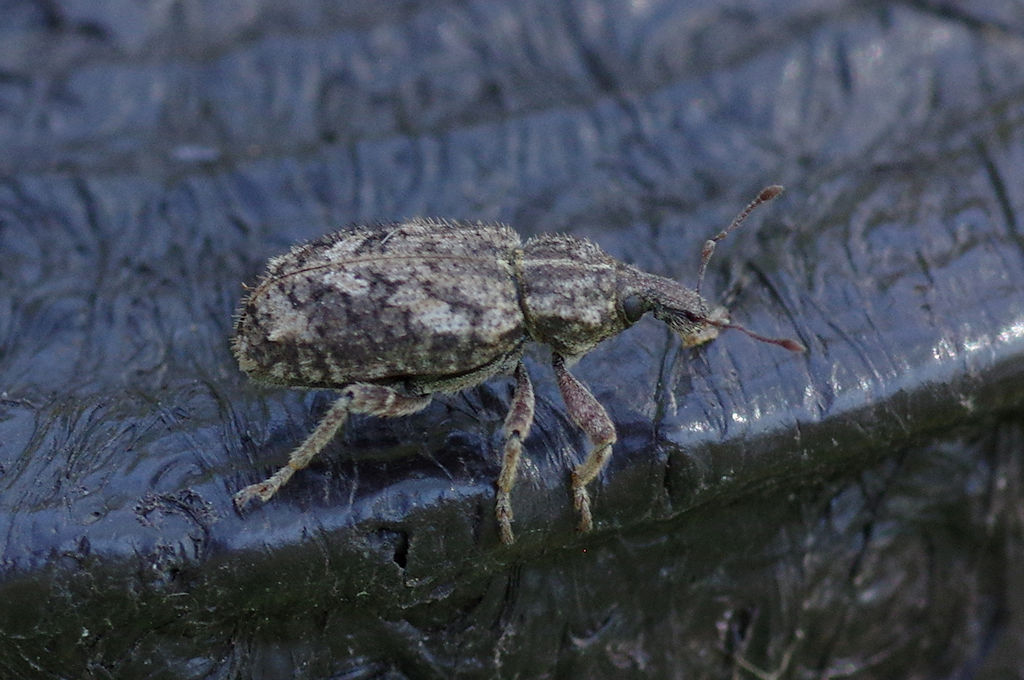 ヤサイゾウムシ - しろかね図鑑